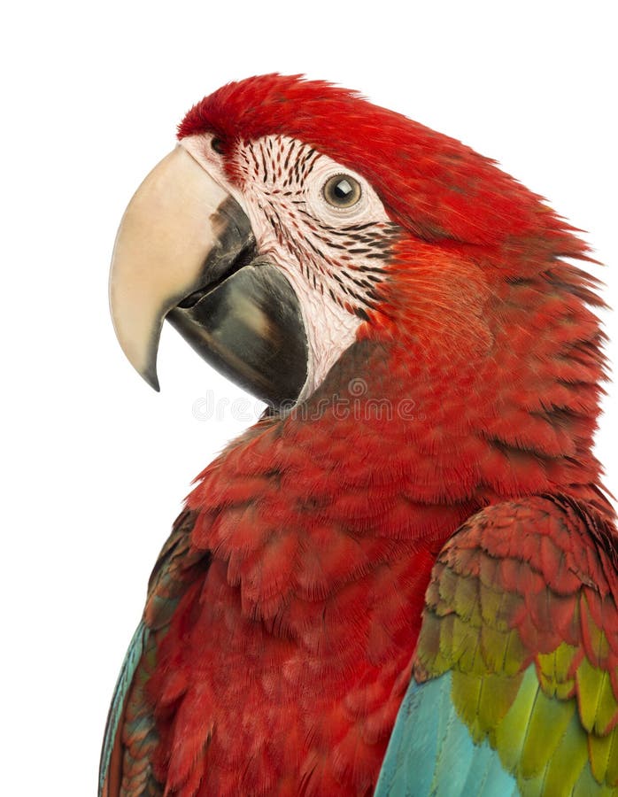 261 Red Macaw Bird Front View Photos - Free & Royalty-Free Stock Photos ...