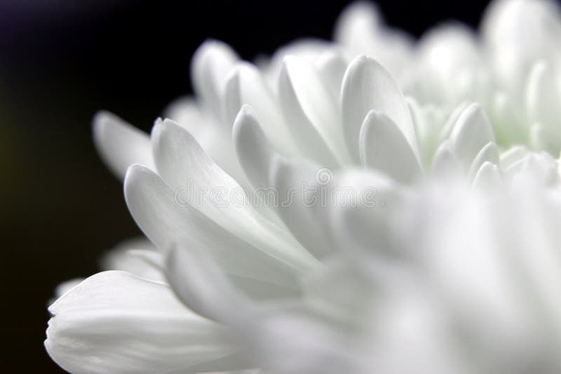 Side View Close Up of White Flower on Dark Background. Chrysanthemum ...