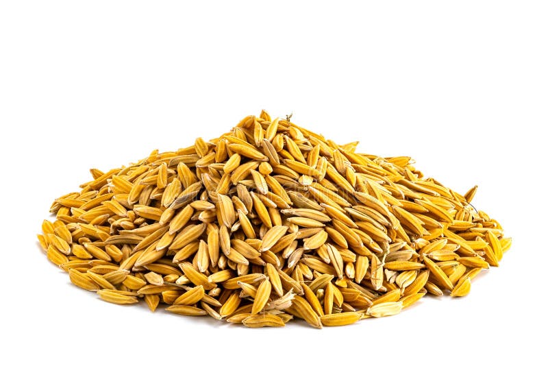 Top View of Freshly Harvested Ripe Raw Paddy Seed and White Jasmine ...