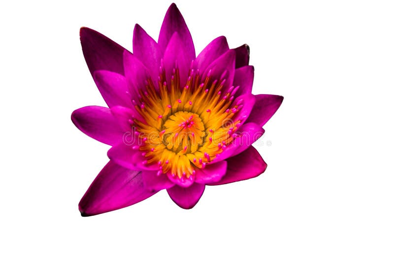 Side View, Closeup Pink Lotus Flowers Small Bloom Stock Photo - Image ...