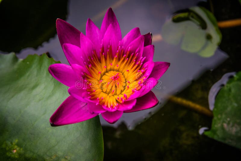 Side View, Closeup Pink Lotus Flowers Small Bloom Stock Image - Image ...