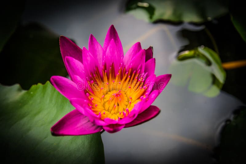 Side View, Closeup Pink Lotus Flowers Bloom in the Water Stock Photo ...