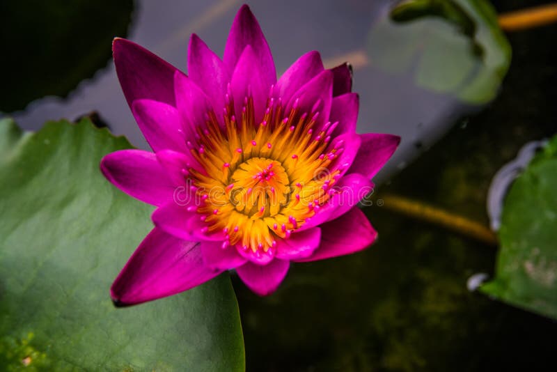 Side View, Closeup Pink Lotus Flowers Bloom in the Water Stock Photo ...