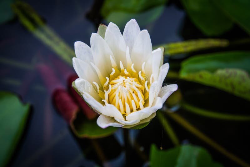Side View, Closeup White Lotus Flowers Bloom in the Water Stock Photo ...