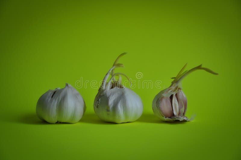A cloves of Garlic. stock photo. Image of objects, ingredient - 71271556