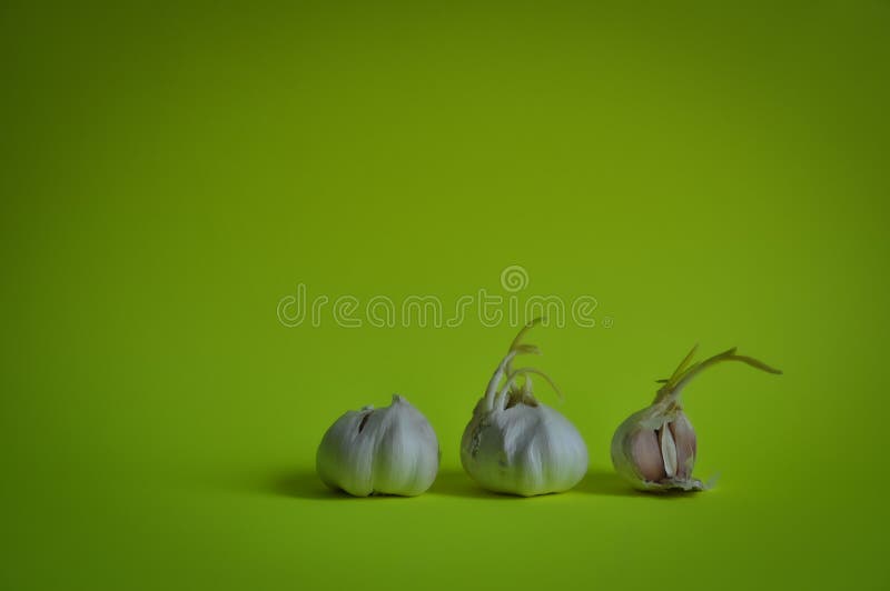 A cloves of Garlic. stock photo. Image of objects, ingredient - 71271556