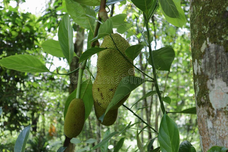 Premature Jackfruit Stock Photos - Free & Royalty-Free Stock Photos ...