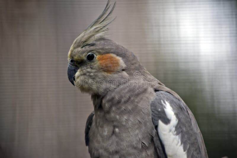 Side view cockatiel stock photo. Image of plumage, orange - 106421758