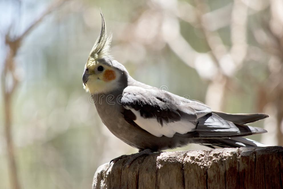 This is a Side View of a Cockatiel Stock Photo - Image of tailed, gray ...