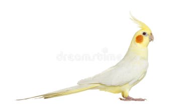 1,311 Wild Cockatiel Stock Photos - Free & Royalty-Free Stock Photos ...