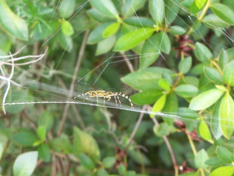 569 Garden Spider Side View Stock Photos - Free & Royalty-Free Stock ...