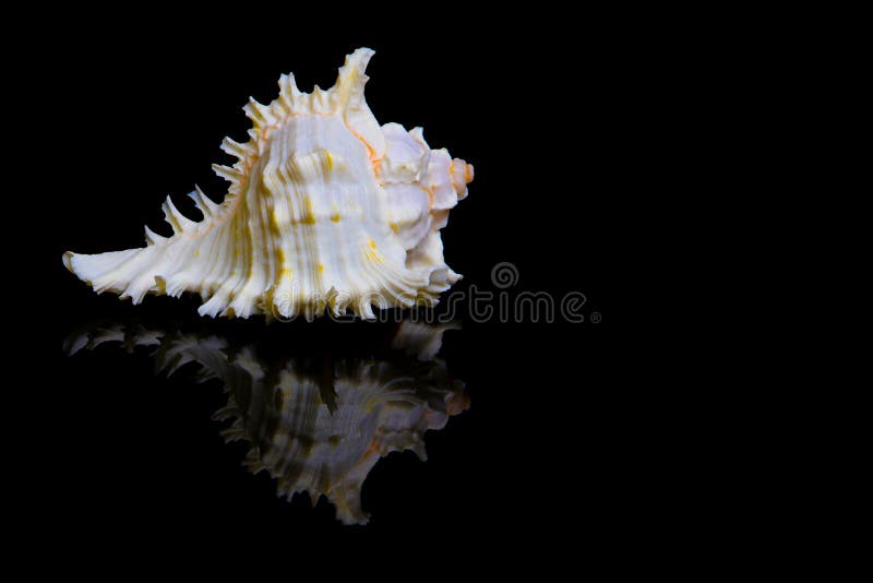 Sea Shell Side View Isolated on White Stock Image - Image of gastropod ...