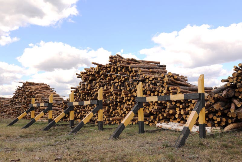 Side View of Commercial Timber, Pine Tree Logs after Clear Cut of ...