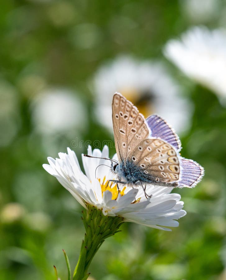Side View of a Common Blue Butterfly on a Purple Flower Stock Image ...