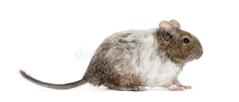 Side View of a Common Degu with Brown, Grey and White Fur, Octodon ...