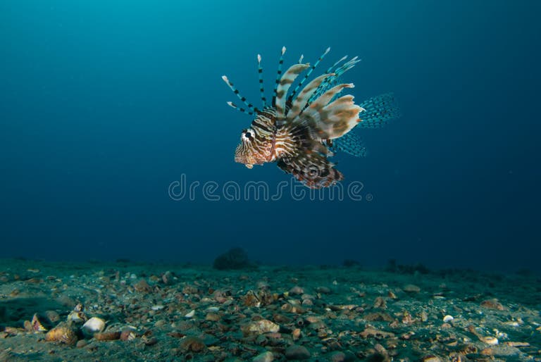 Side View of a Common Lionfish (Pterois Miles) Stock Photo - Image of ...
