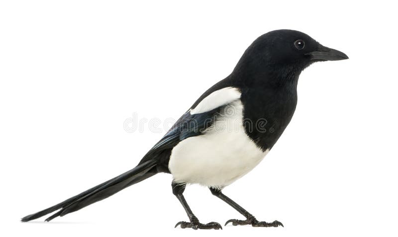 2,914 Magpie Pica Pica Stock Photos - Free & Royalty-Free Stock Photos ...