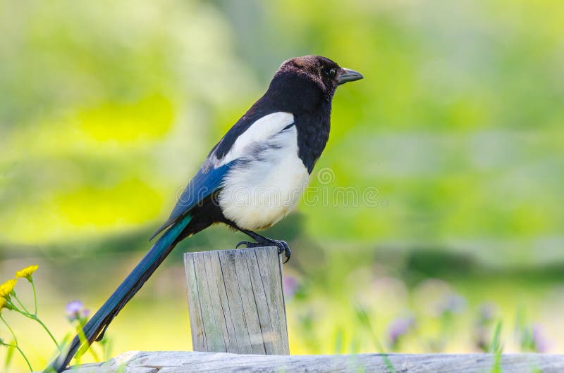 Side View of a Common Magpie Pica Pica, Single Bird on Post Stock Image ...