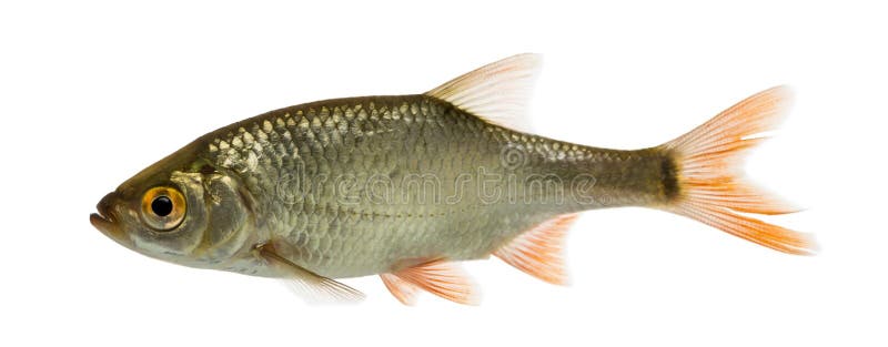 Common Roach Fish Fry Swimming among Water Plants Stock Image - Image ...