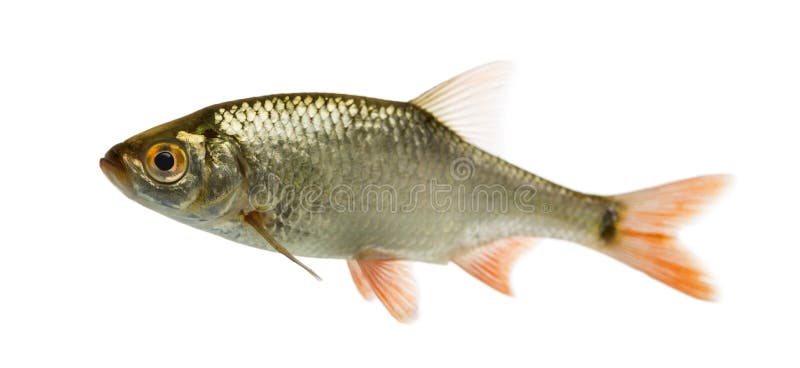 Side View of a Common Roach, Rutilus Rutilus, Stock Photo - Image of ...