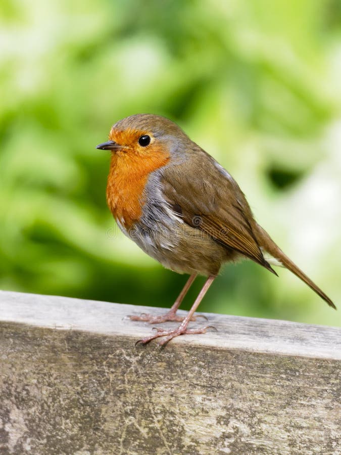 Side View of a Common Robin Standing on a Fence Rail Stock Image ...