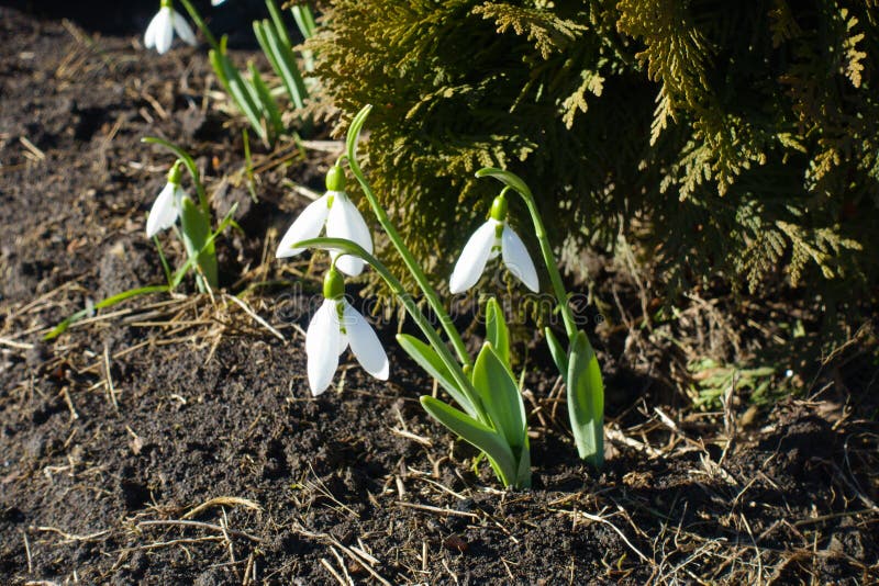 Side View of Snowdrops with White Flowers in February Stock Image ...