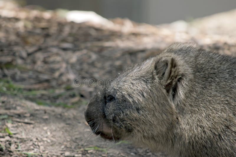 This is a Side View of a Common Wombat Stock Image - Image of view ...