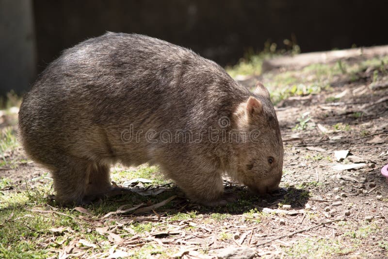 This is a Side View of a Common Wombat Stock Photo - Image of brown ...