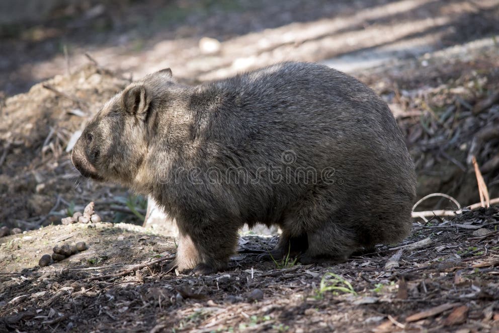 This is a Side View of a Common Wombat Stock Image - Image of wild ...