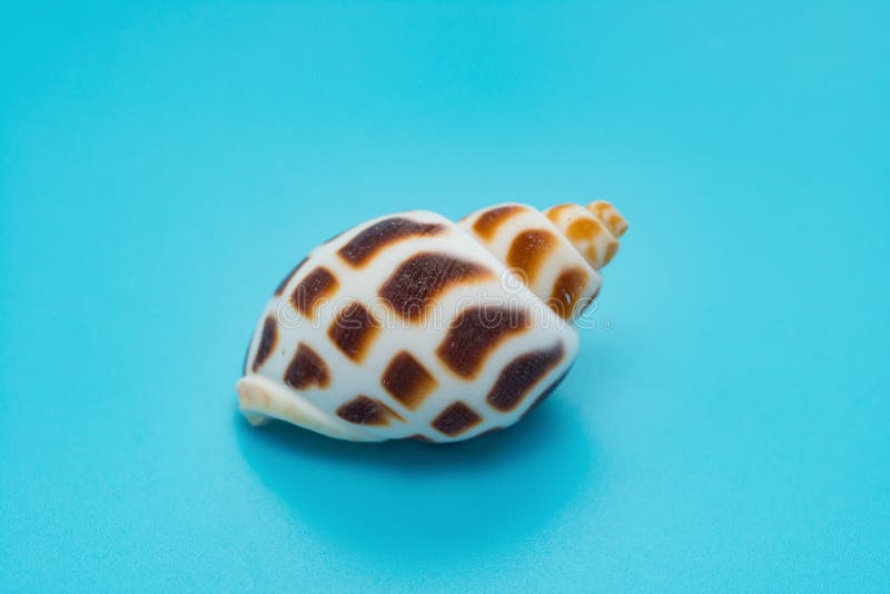 Side View Conch Shell on Blue Background Stock Photo - Image of ...