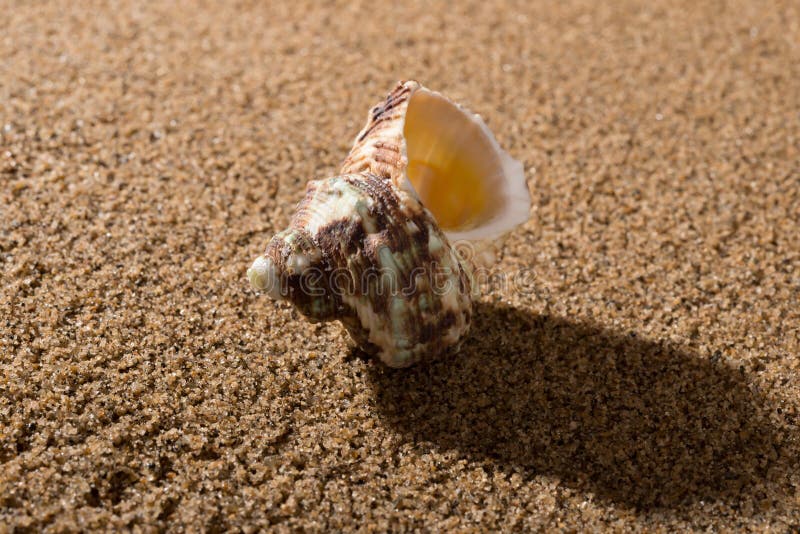 Side view conch shell stock photo. Image of seashell - 117136716