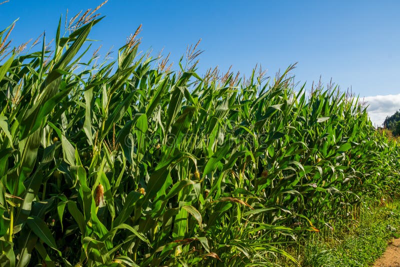 Side View of Corn Plantation with Blue Sky, in Cantabria, Spain Stock ...