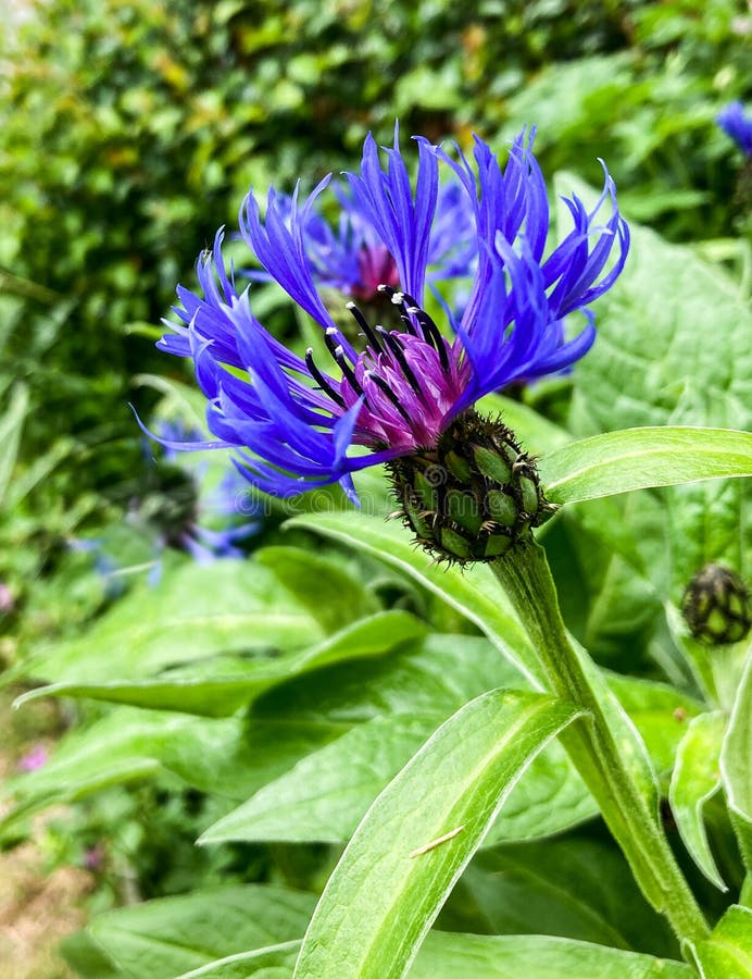 Side View of Cornflower in Bloom Showing Its Intense Blue Colour and ...