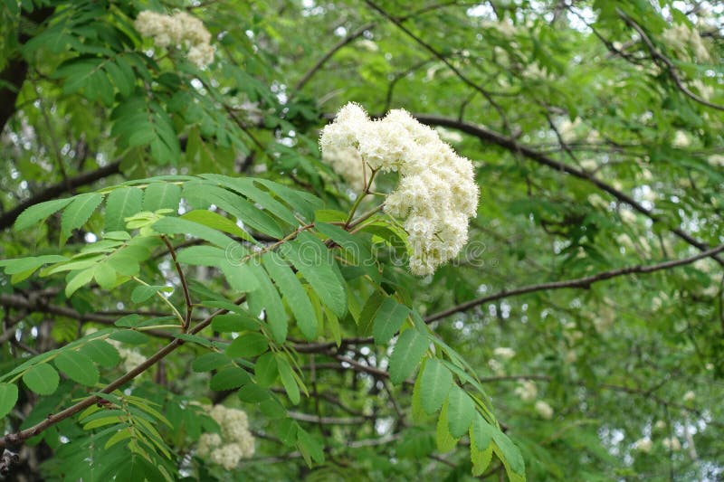 Side View of Corymb of White Flowers of European Rowan in May Stock ...