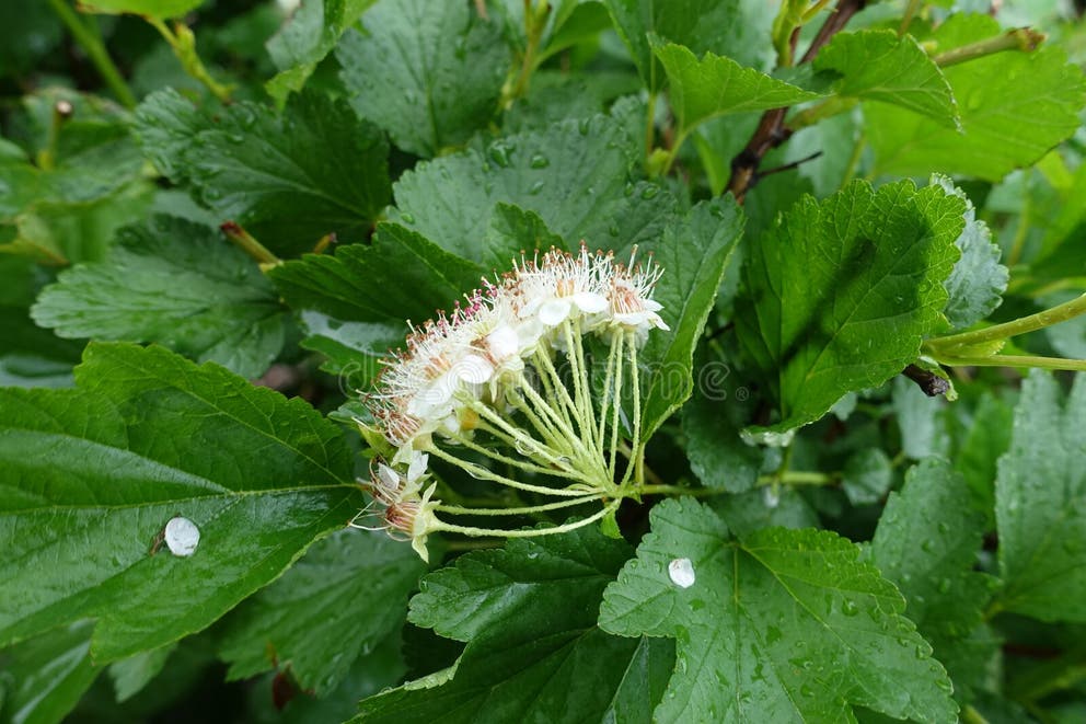 Side View of Corymb of White Flowers of Ninebark in June Stock Photo ...