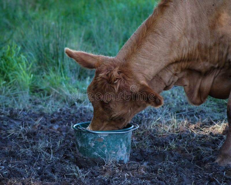 Cow Drinking Bucket Stock Photos - Free & Royalty-Free Stock Photos ...