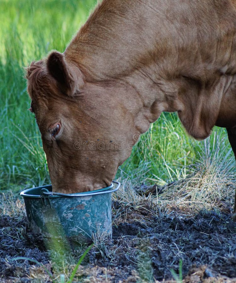 Side View of Cow Drinking from Bucket Stock Photo - Image of ...