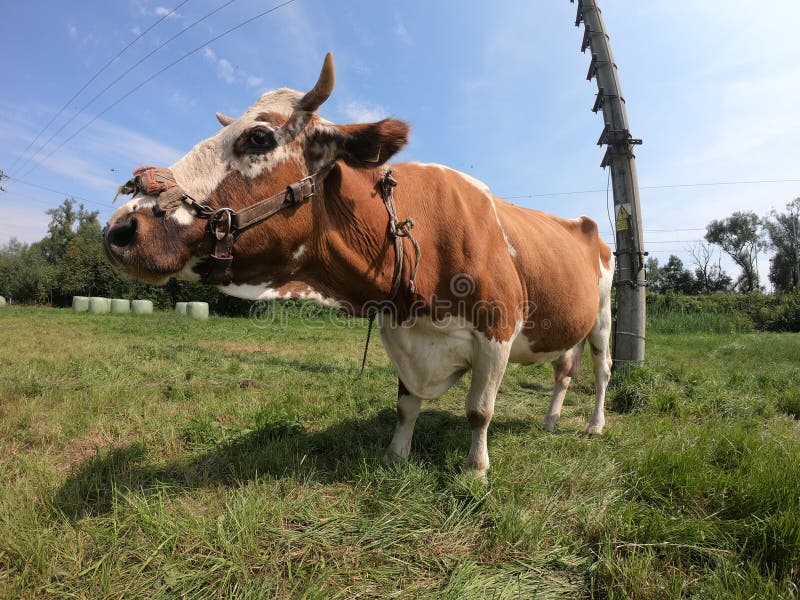 Side View of Adult Cow Head in the Farmyard Stock Image - Image of life ...