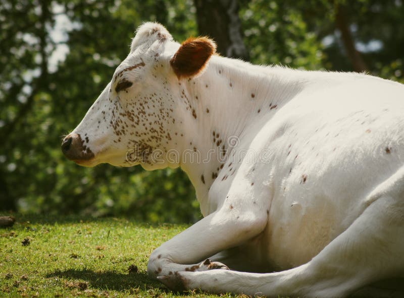 Side View of Cow Laying on Field Stock Photo - Image of green, grazing ...