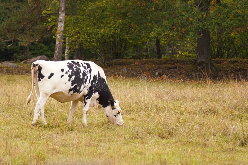 Side View of Cow Standing on Field Stock Photo - Image of land ...