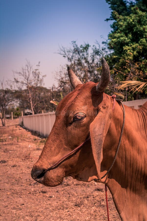 4,596 Cow Side View Stock Photos - Free & Royalty-Free Stock Photos ...