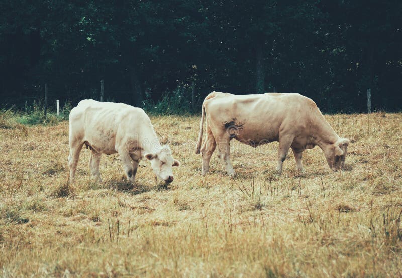 Side View of Cows Grazing on Field Stock Photo - Image of goats, bovine ...