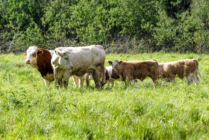 Side View of Cows Grazing on Grassy Field Stock Photo - Image of farm ...