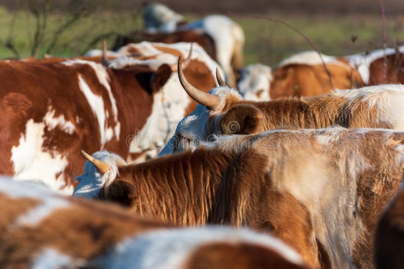 Side View of Cows Head Isolated among Other Cows in Herd Stock Photo ...