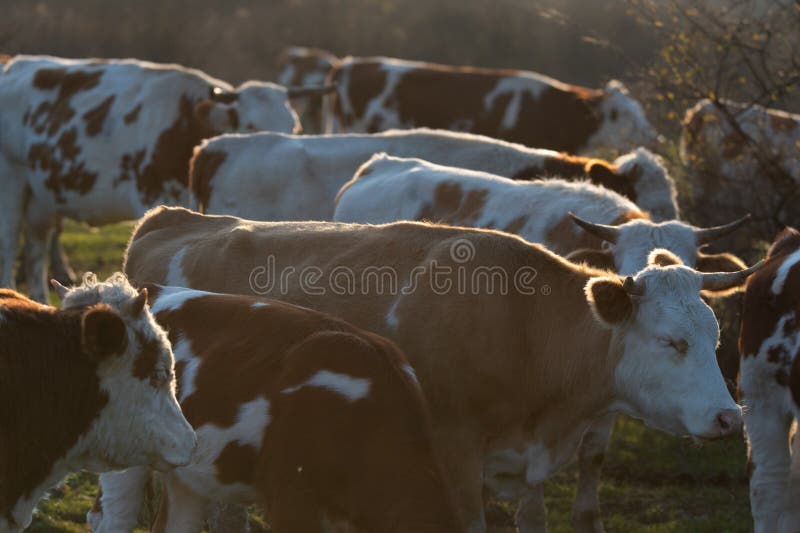 Side View of Cows in Herd with Glowing Backlit Hair Stock Photo - Image ...