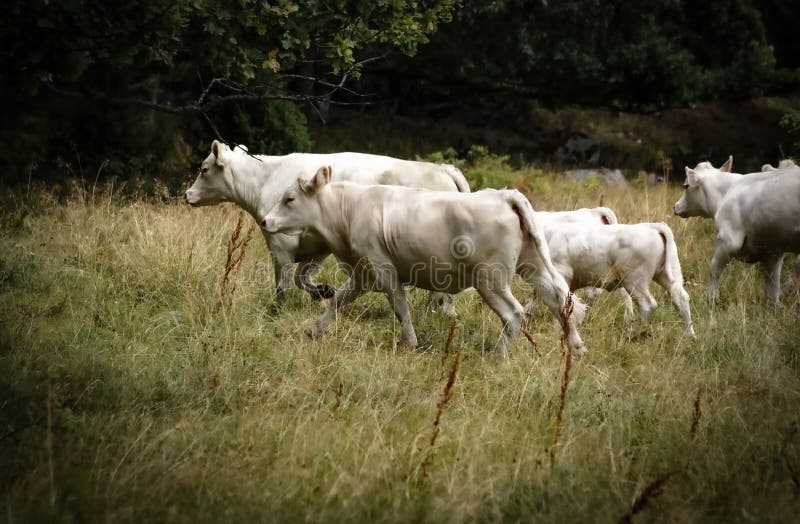 Side View of Cows Standing on Field Stock Photo - Image of natural ...