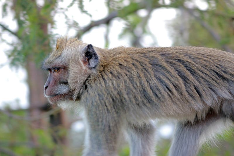 Side View of a Crab-eating Macaque (Macaca Fascicularis) Stock Photo ...