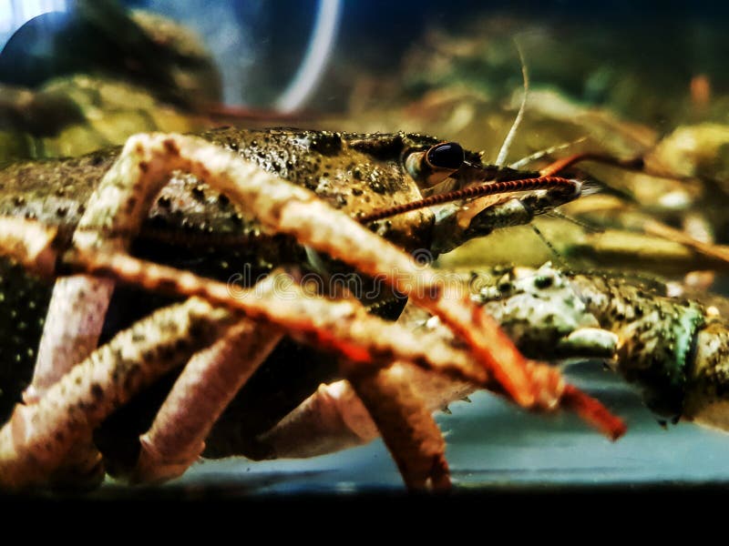 Side View. Crayfish in a Spacious Aquarium Stock Image - Image of ...