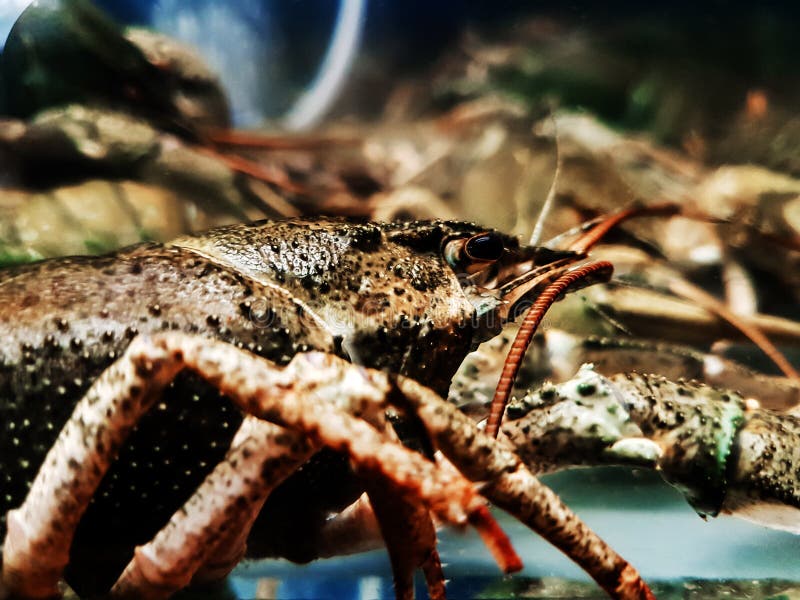 Top View of a Crayfish in Shallow Water Stock Photo - Image of alive ...