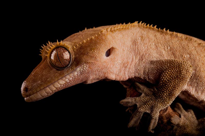 Crested gecko stock image. Image of crested, wimper, view - 29777537